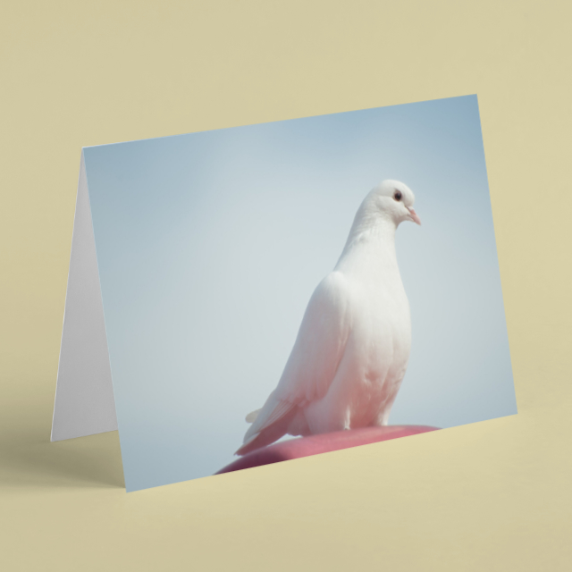 Dove with a grey background birthday card - Beebooh